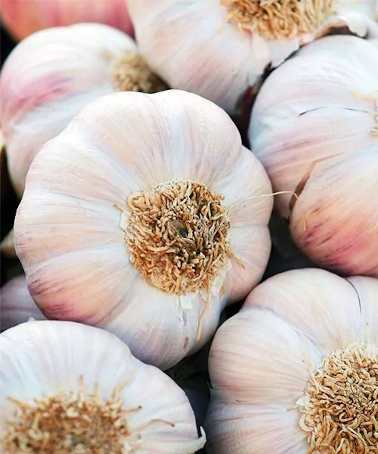 6 great types of garlic to consider when planting in spring | Homes and ...