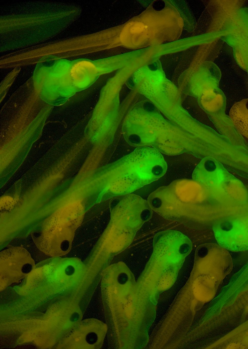 How a Jellyfish Protein Transformed Science | Live Science