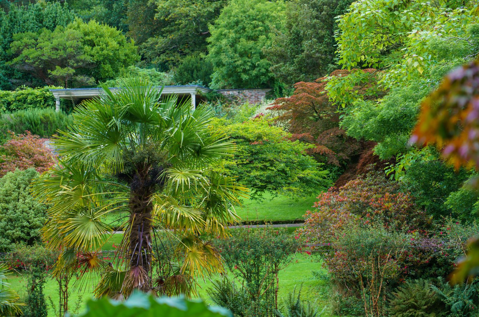 How to grow a palm tree | Homes and Gardens