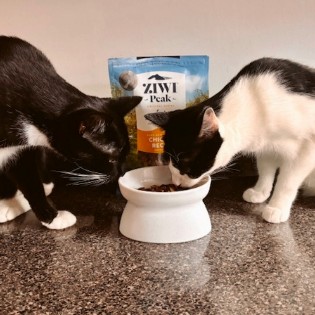 The 6 best dry cat foods, approved by vets and owners | PetsRadar