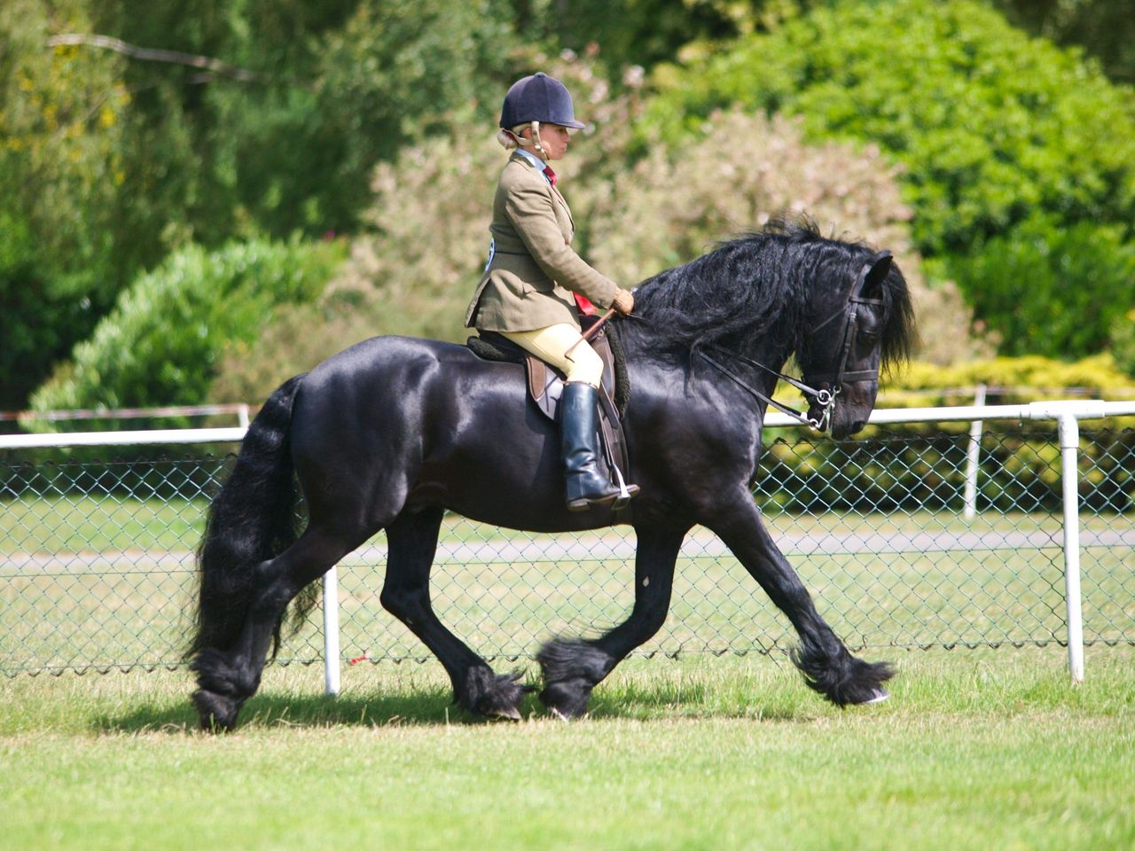 Fell ponies: Resilient, surefooted, sensible — and absolutely adorable ...