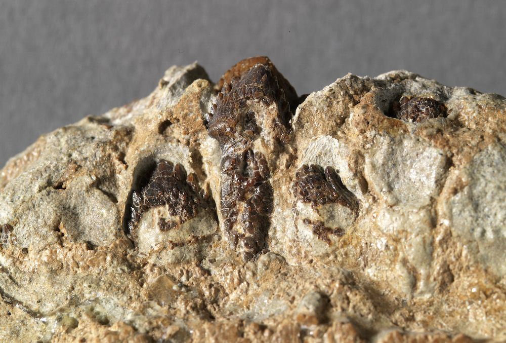 Photos: See the Armored Dinosaur Named for Zuul from 'Ghostbusters' | Live Science