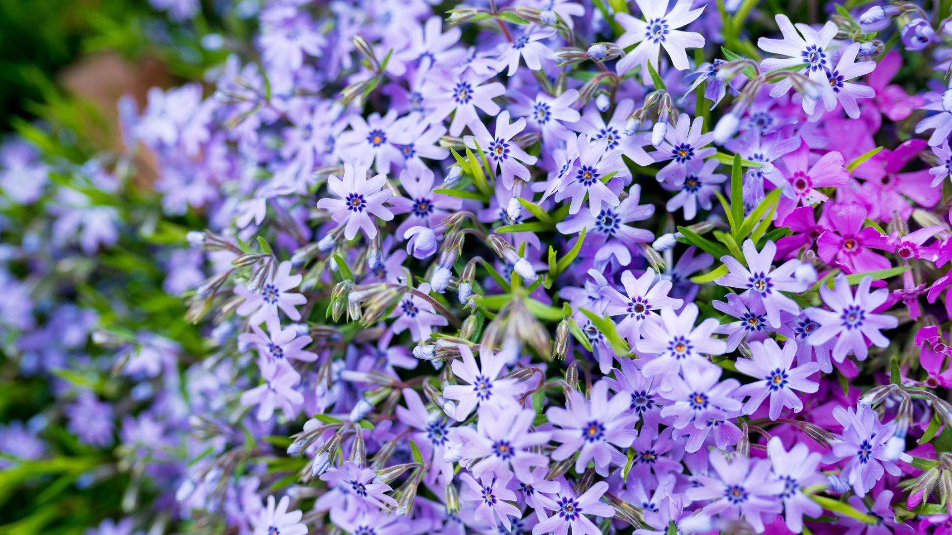 Top 10 Flowering Ground Covers | Gardening Know How