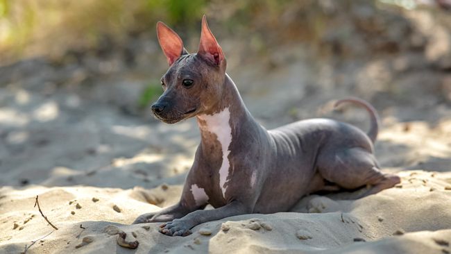 7 bald and beautiful hairless dog breeds | PetsRadar