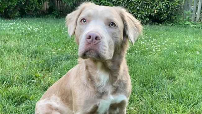Meet ‘fluffy’ Pit Bull terrier, Ruby, who's surprising everybody with ...