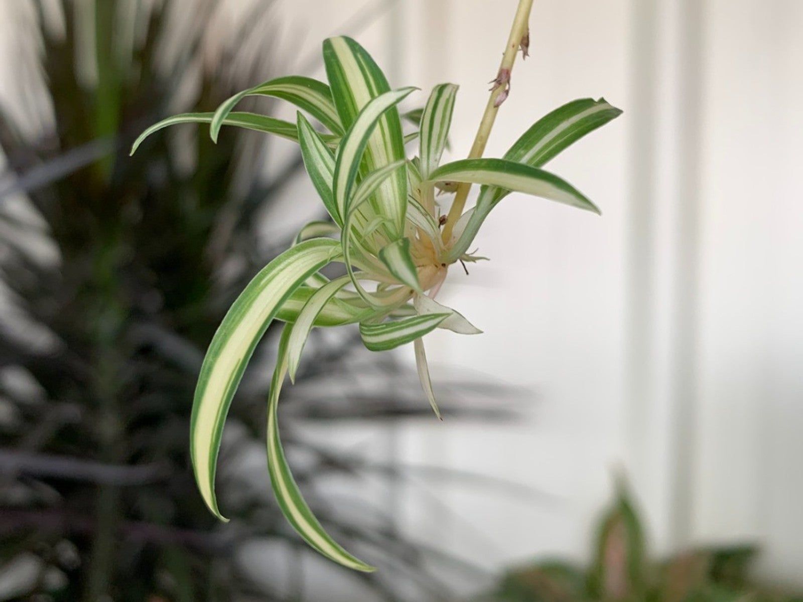 Spider Plant Propagation - Tips For Growing Plantlets From Spider ...