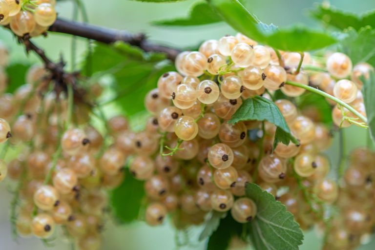 How (and why) to grow your own white currants: 'Scatter them over a ...