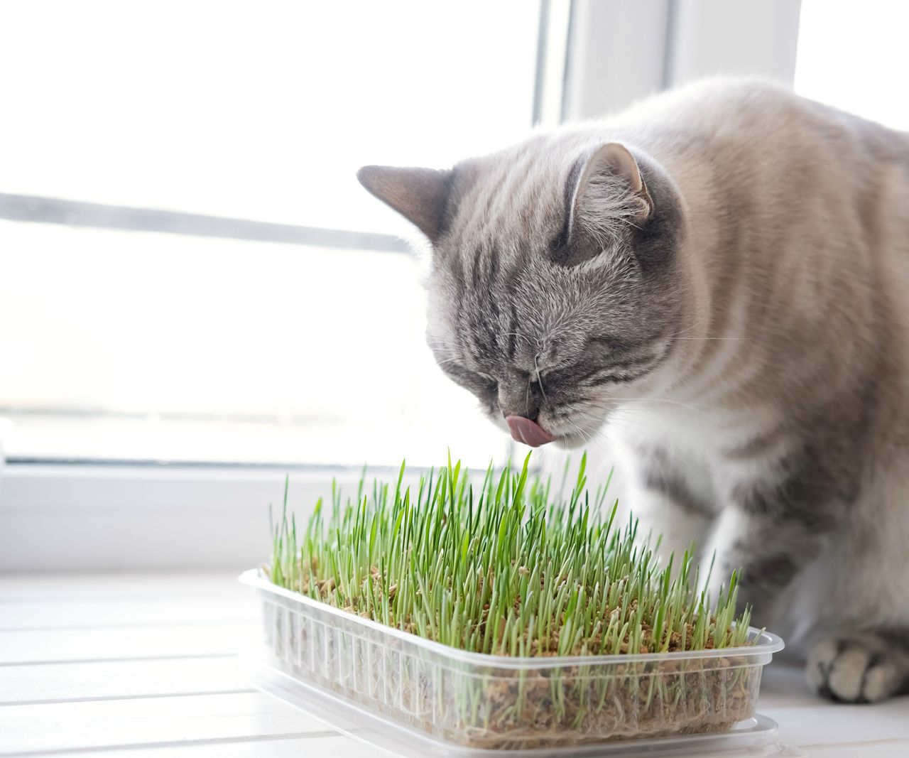 Discover how to grow cat grass with our expert guide | Homes and Gardens