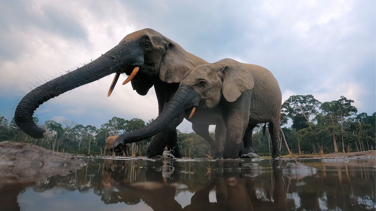 How to watch 'Big Beasts': Join Tom Hiddleston on a tour of the world's ...