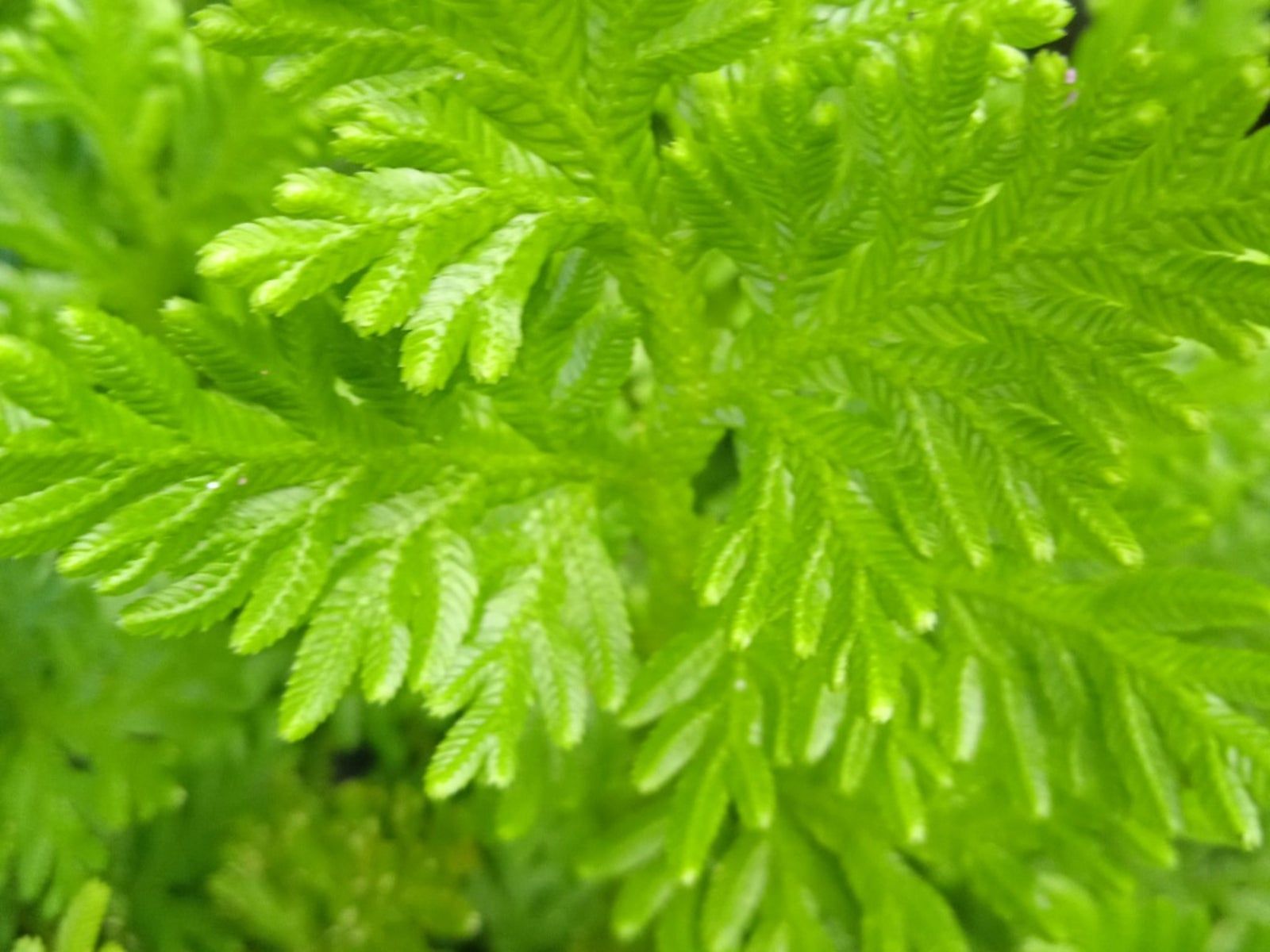 Frosty Fern Information: Learn About Growing Frosty Fern Plants ...