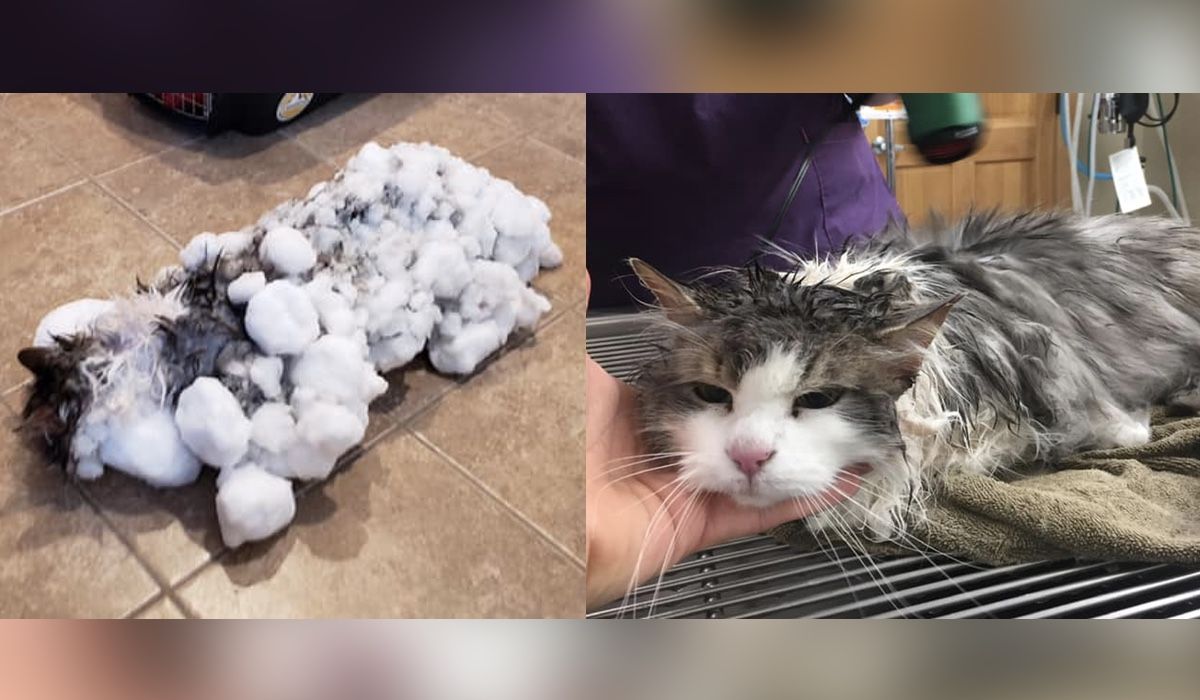 This Adorable Cat Was Frozen by the Polar Vortex. But Vets Defrosted ...