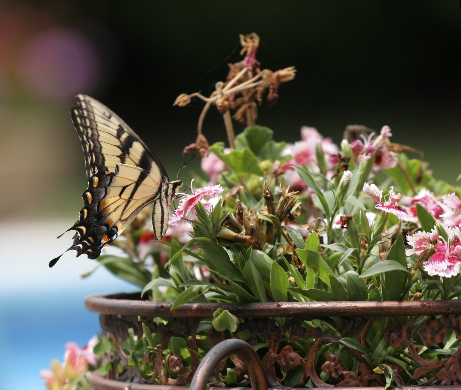 Butterfly Container Garden Ideas - Tips For Creating Butterfly ...