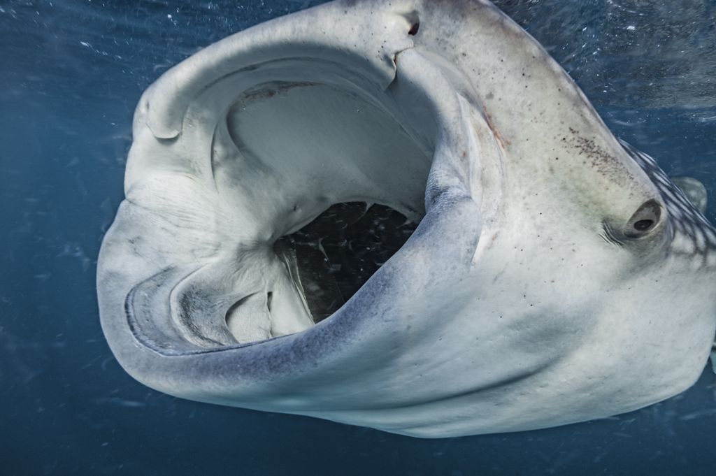 Watch 1st-ever footage of whale shark eating from the bottom of the ...