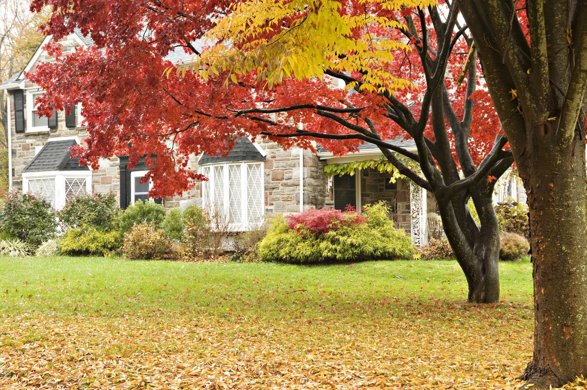 5 things to do to your lawn in November | Livingetc