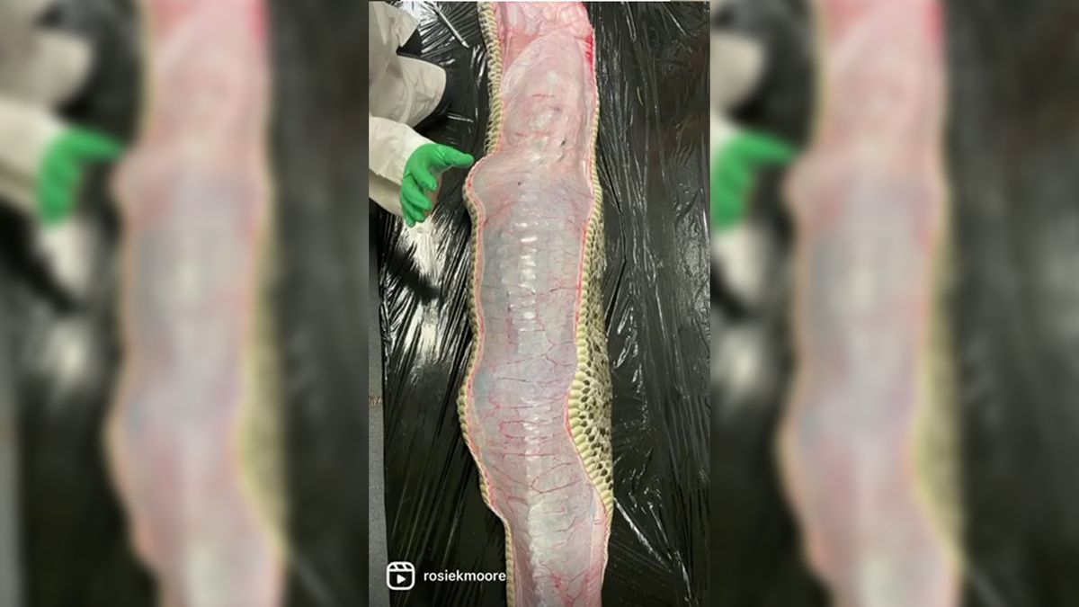 Gruesome Video Reveals The Moment A 5 Foot Alligator Corpse Was Cut