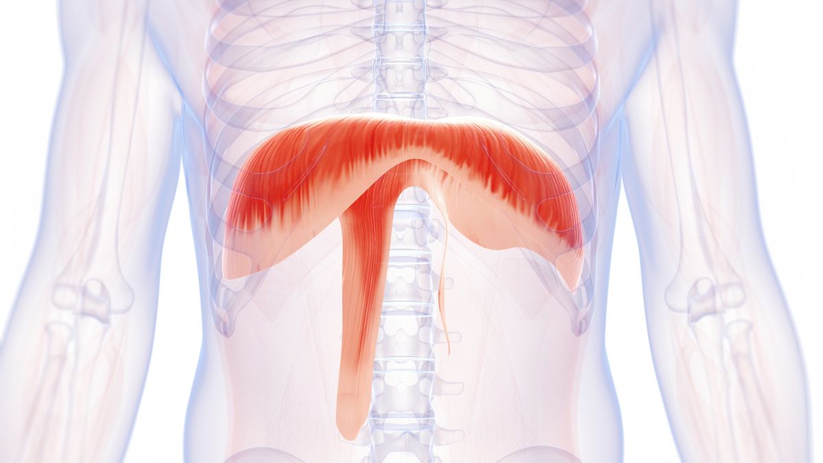 What are core muscles? | Live Science