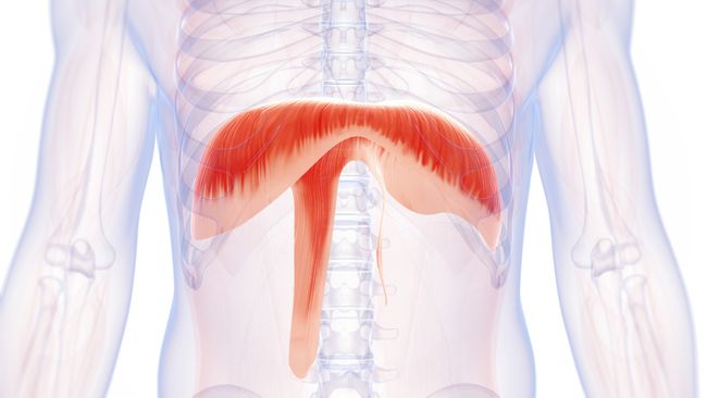 What are core muscles? | Live Science