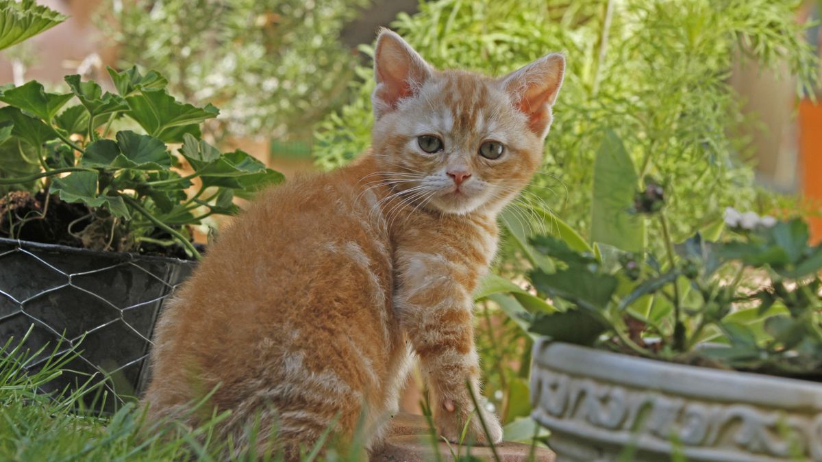 Types of small-breed cats that will always look like kittens | PetsRadar