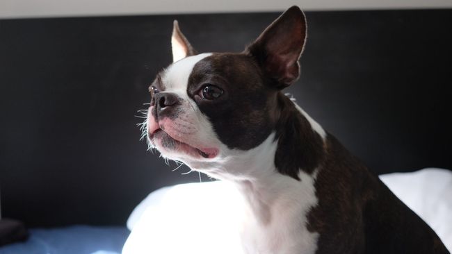 10 best behaved dog breeds according to a behaviorist | PetsRadar