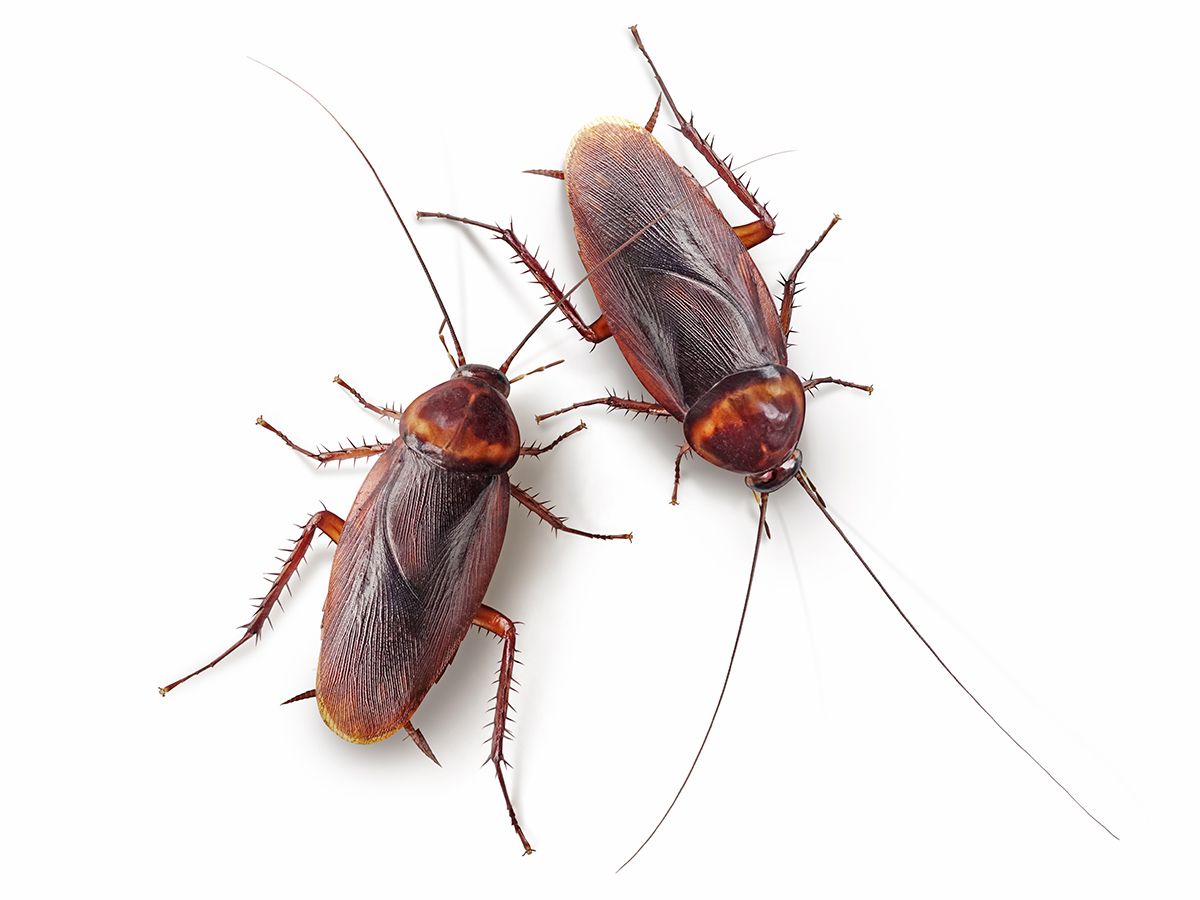 Hail Mary! 9 Amazing Tales of Virgin Births in the Animal Kingdom ...