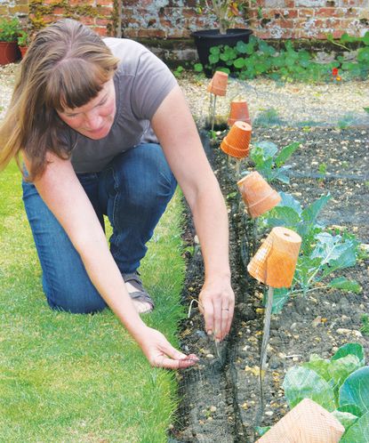 How to grow winter brassicas: tips for cabbage, cauliflower, kale ...