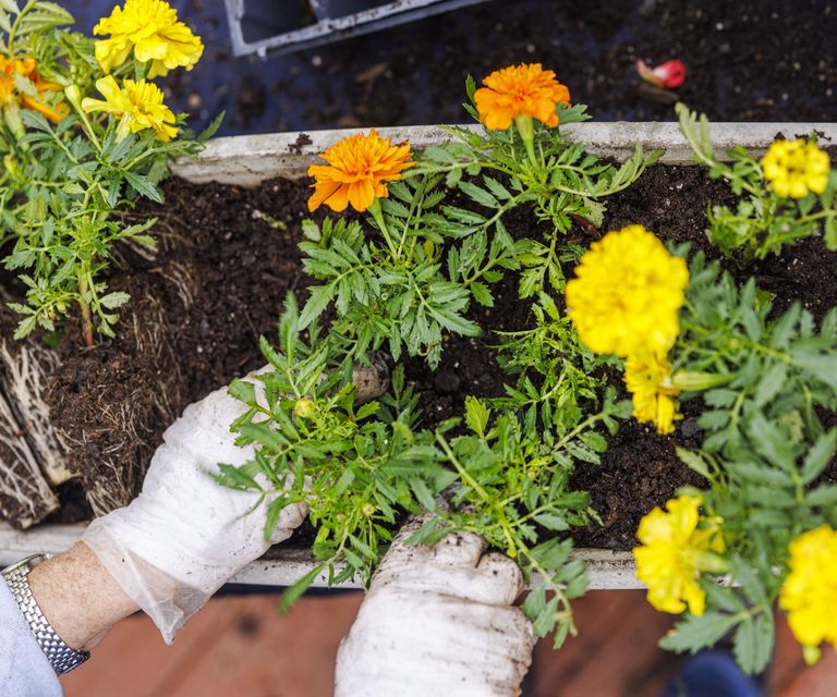 Tips for where to plant marigolds in a vegetable garden | Homes and Gardens