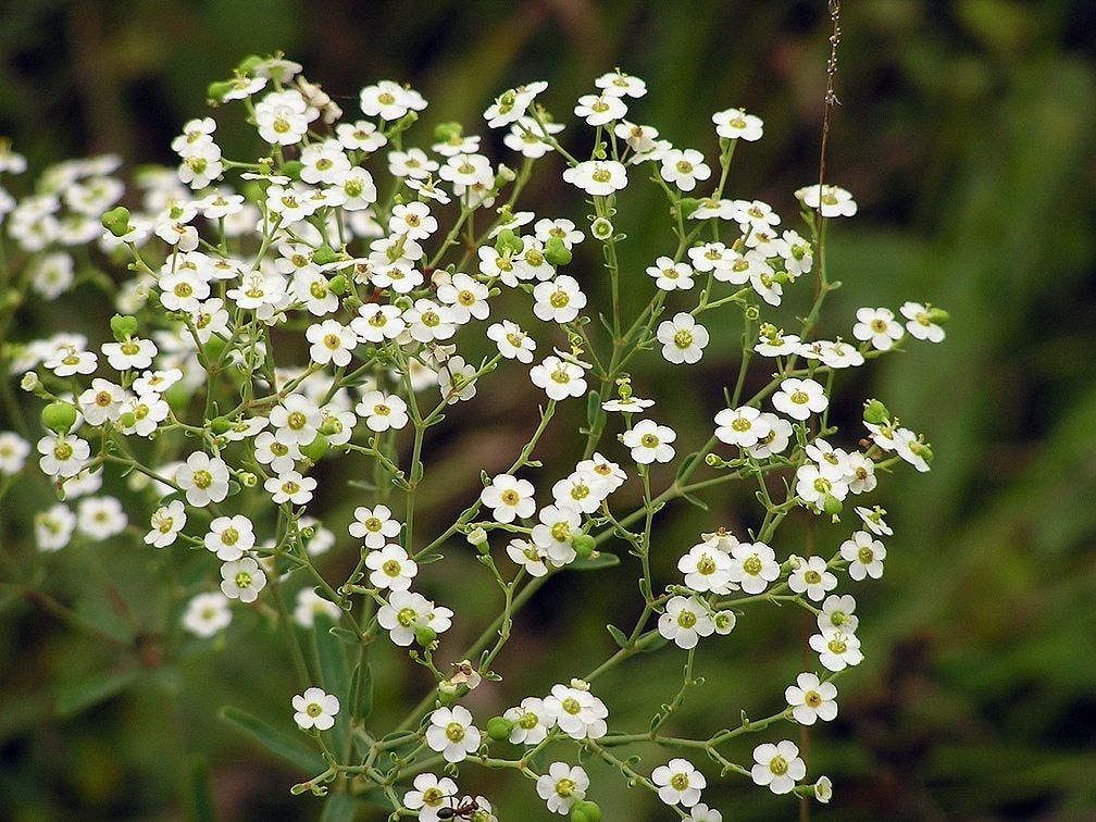 What Is Flowering Spurge: Tips For Growing Flowering Spurge In The ...