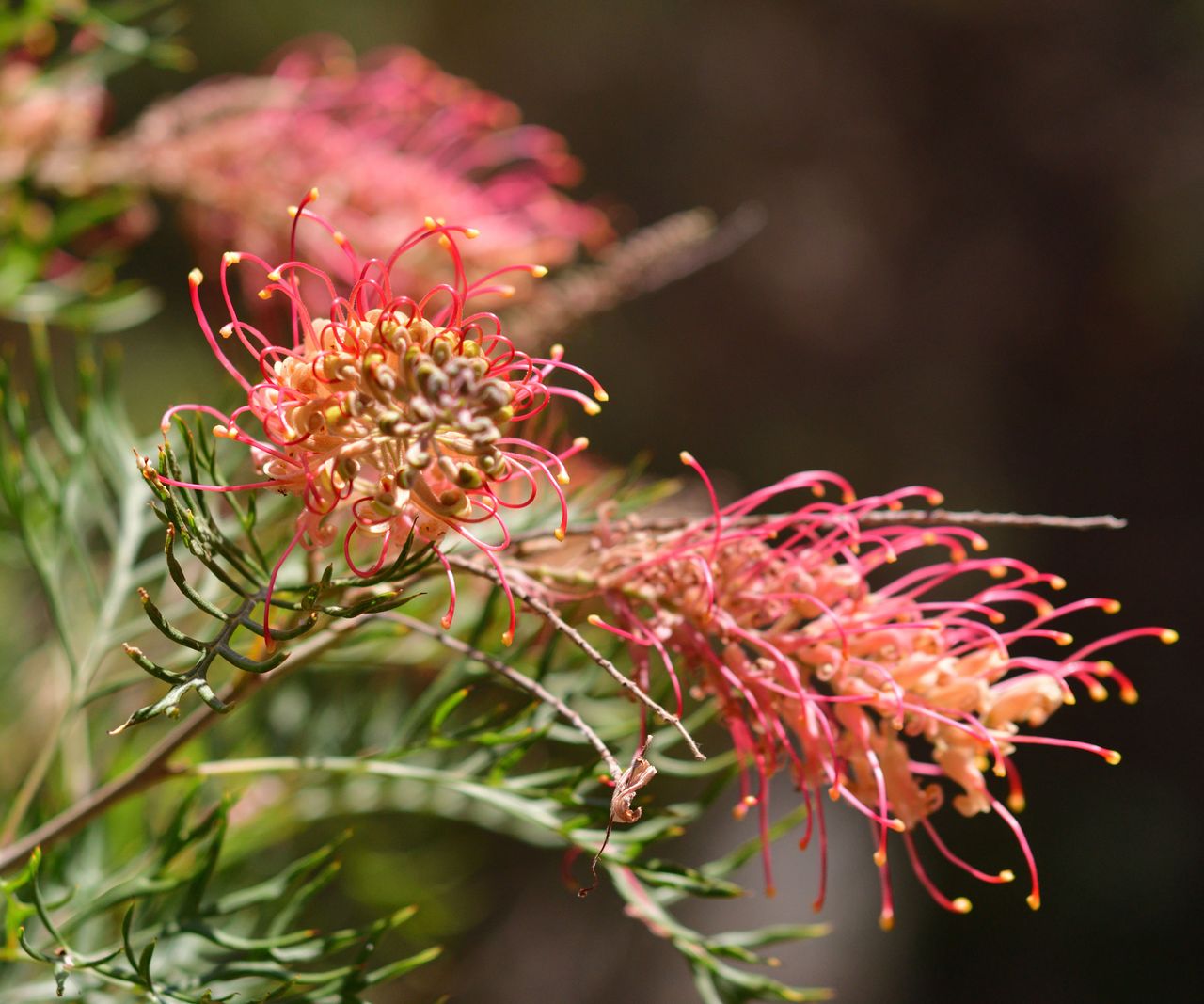 Best trees for sandy soil – tree experts recommend 10 varieties | Homes ...