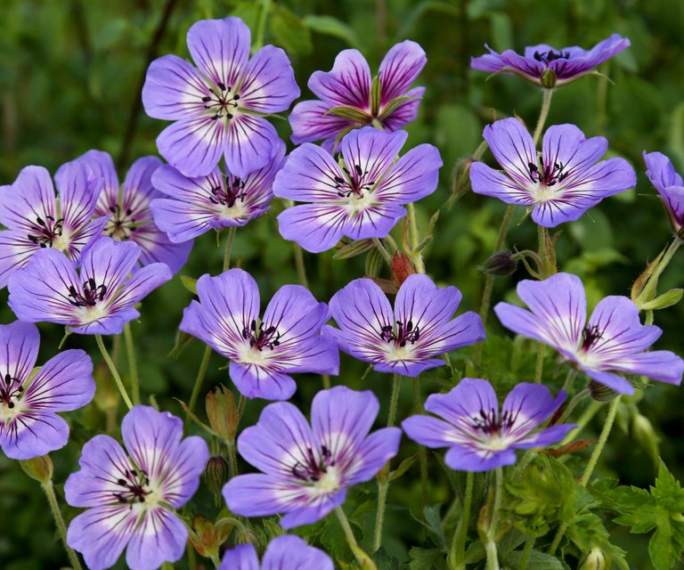Hardy geranium varieties: 15 cranesbills for every garden | Homes and ...
