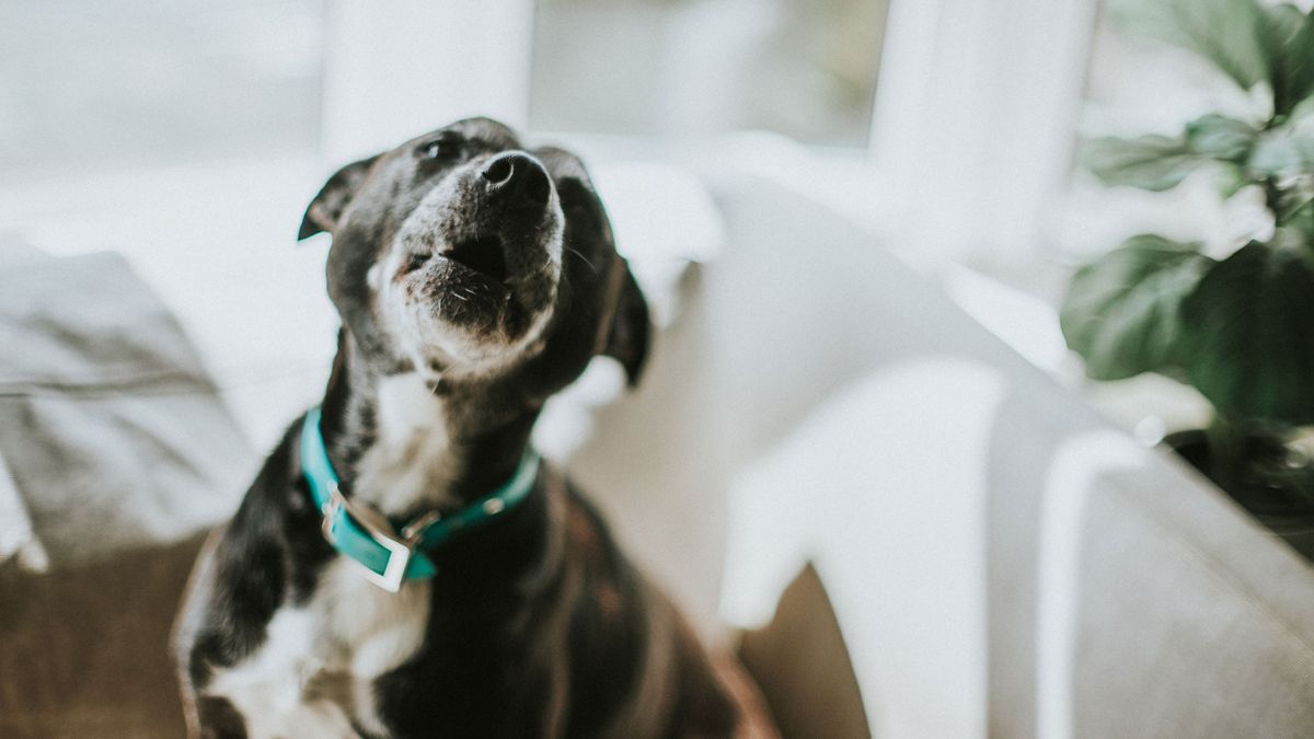 Puppy growling when playing | PetsRadar