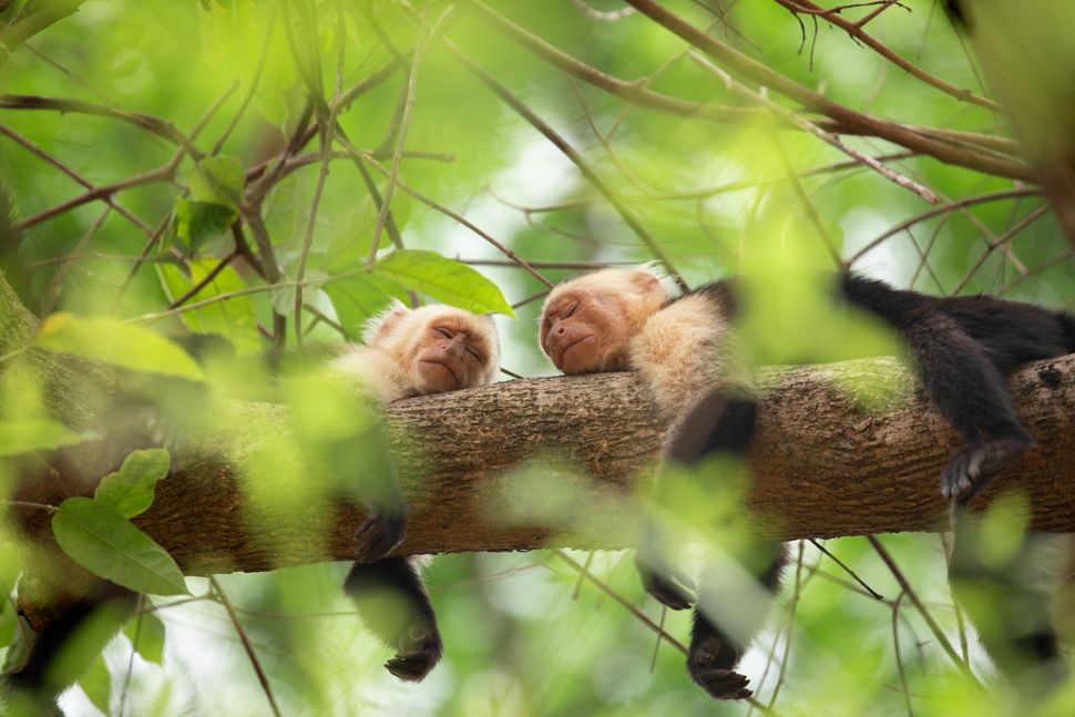 The Secret Lives of Animals: release date, trailer, guide | What to Watch