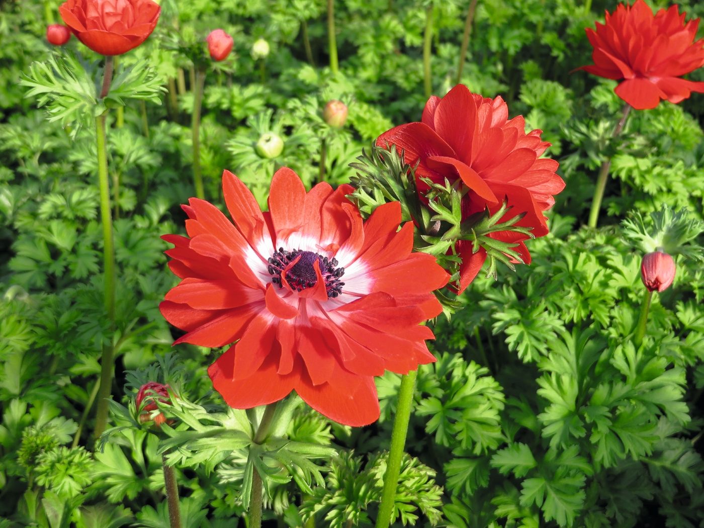 Spring gardening – 12 tips to get your plot ready for planting and the ...