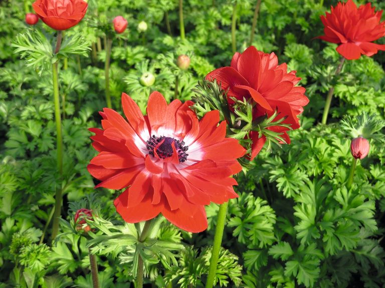 Spring gardening – 12 tips to get your plot ready for planting and the ...