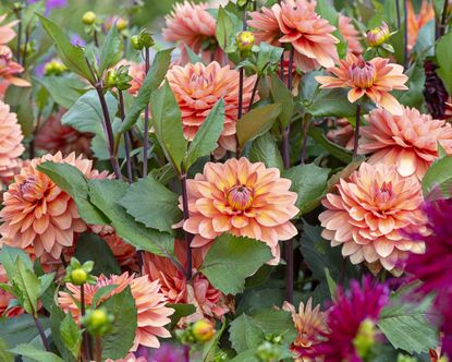 Deadheading flowers: how to keep plants blooming and beautiful for ...