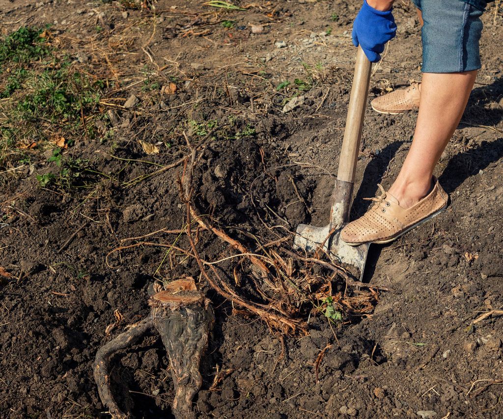 How to kill tree roots using manual and chemical methods | Homebuilding