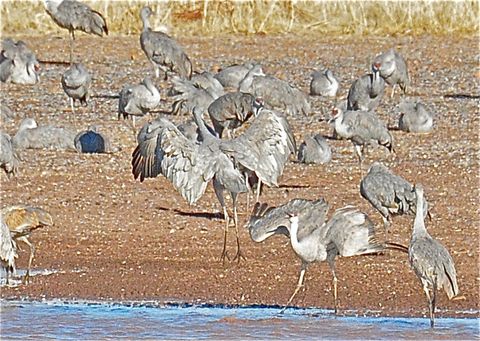 Amazing Migration: Photos of Sandhill Cranes | Live Science