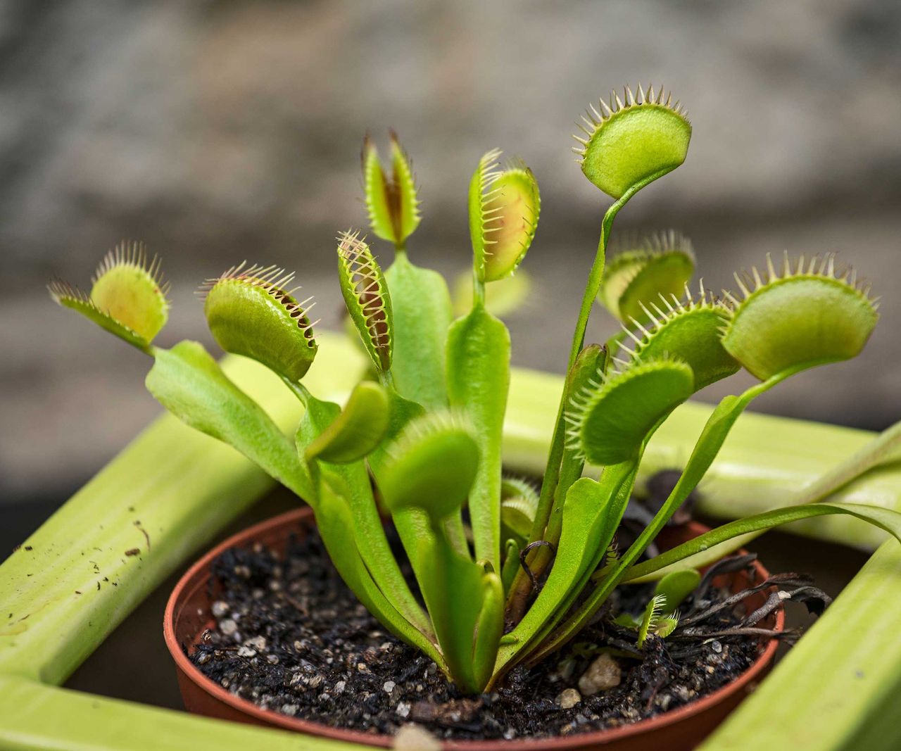Carnivorous plants: 5 fascinating varieties to grow indoors | Homes and ...