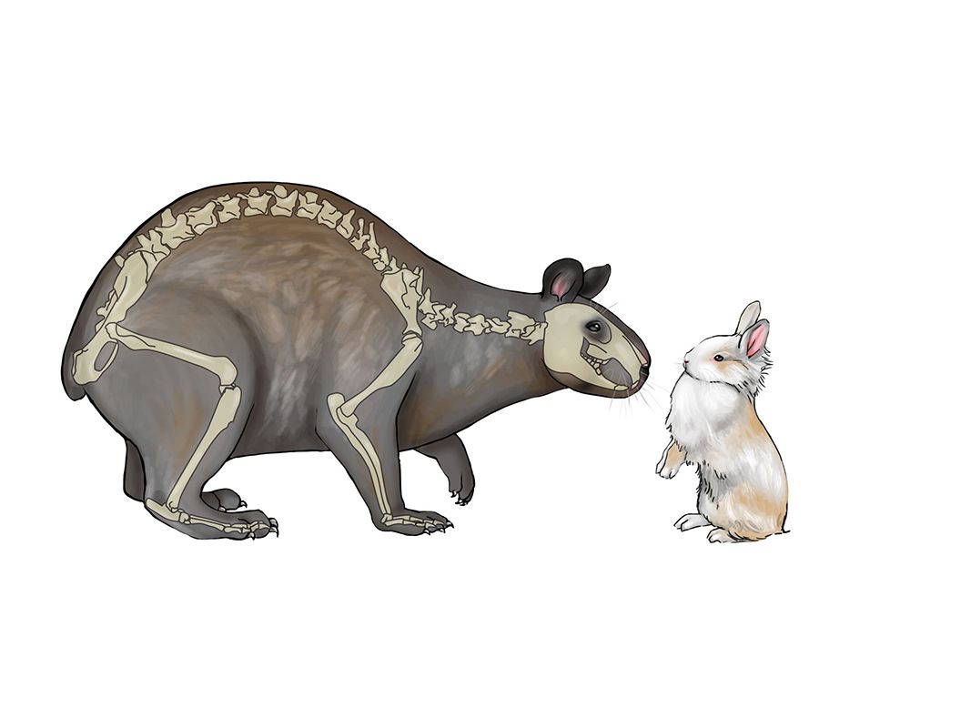 In Images: 'Field Guide' Showcases Bizarre and Magnificent Prehistoric ...