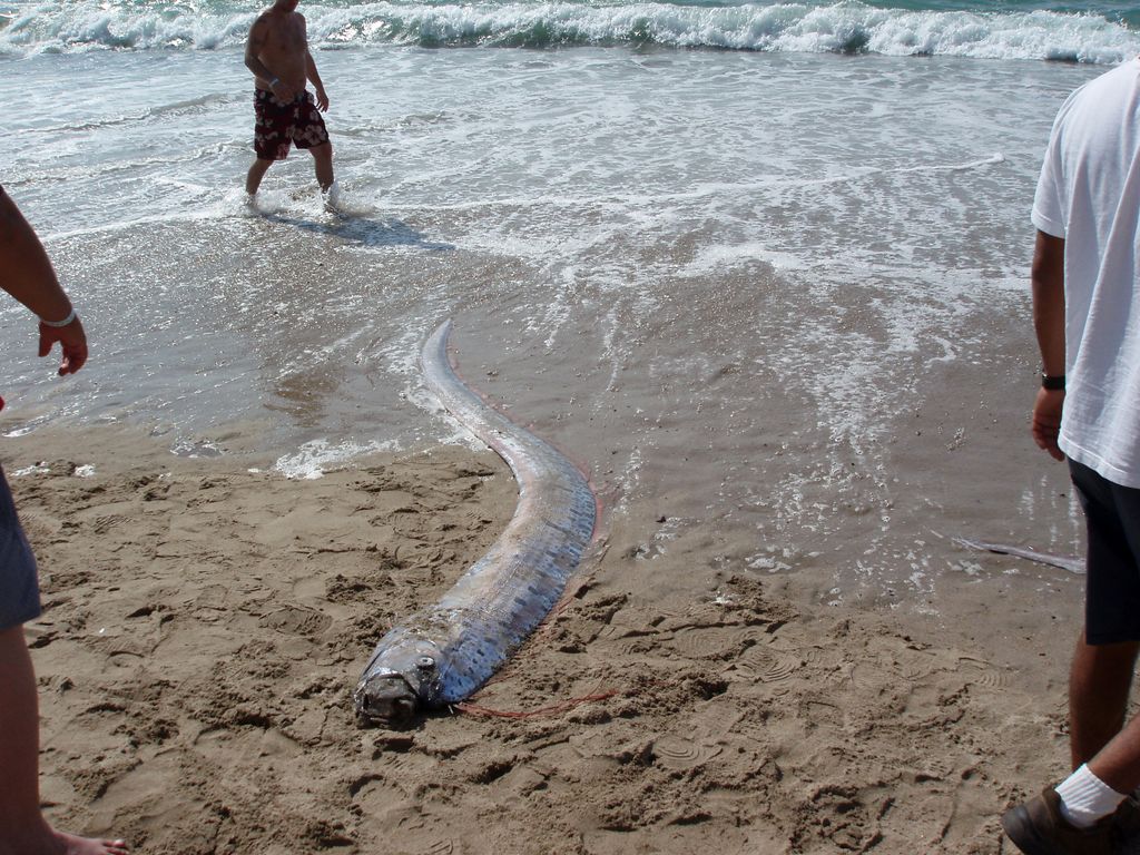 Giant oarfish: The 'doomsday' fish of legend that supposedly ...