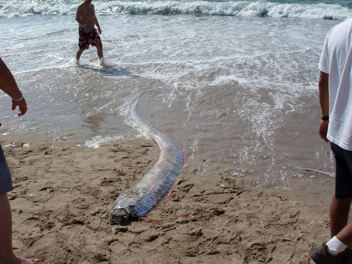 Giant oarfish: The 'doomsday' fish of legend that supposedly ...