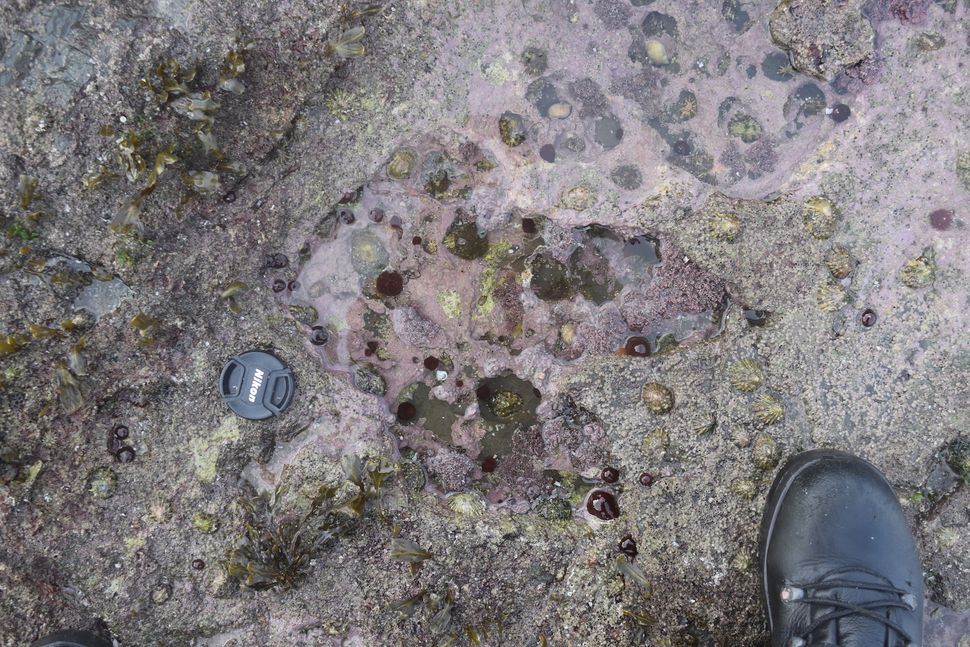 Photos: Dinosaurs Sloshed Around Ancient Lagoon | Live Science