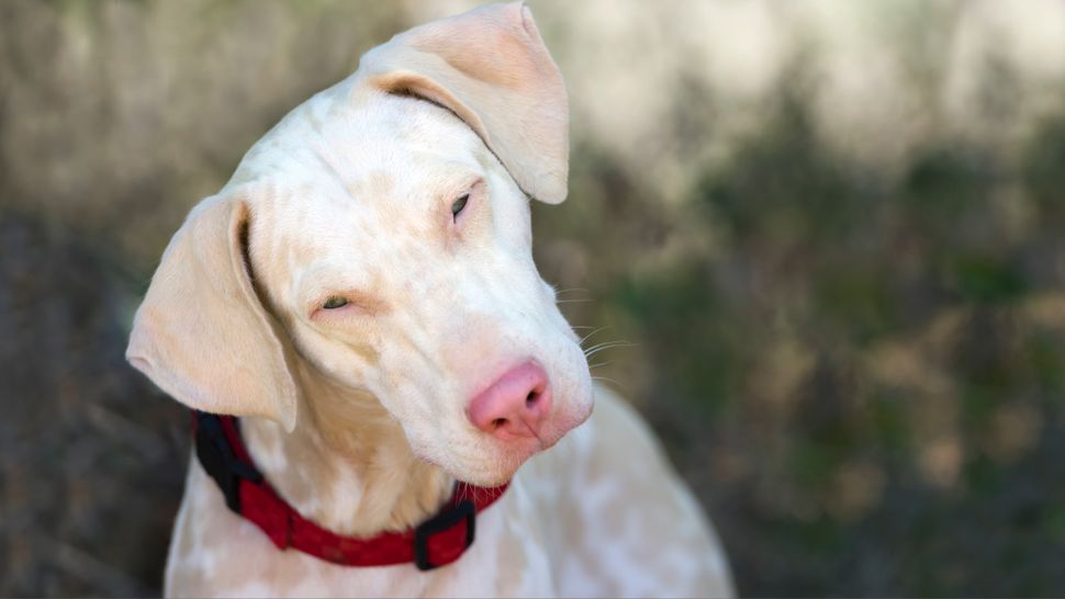 Albino dogs: 32 facts you didn’t know | PetsRadar