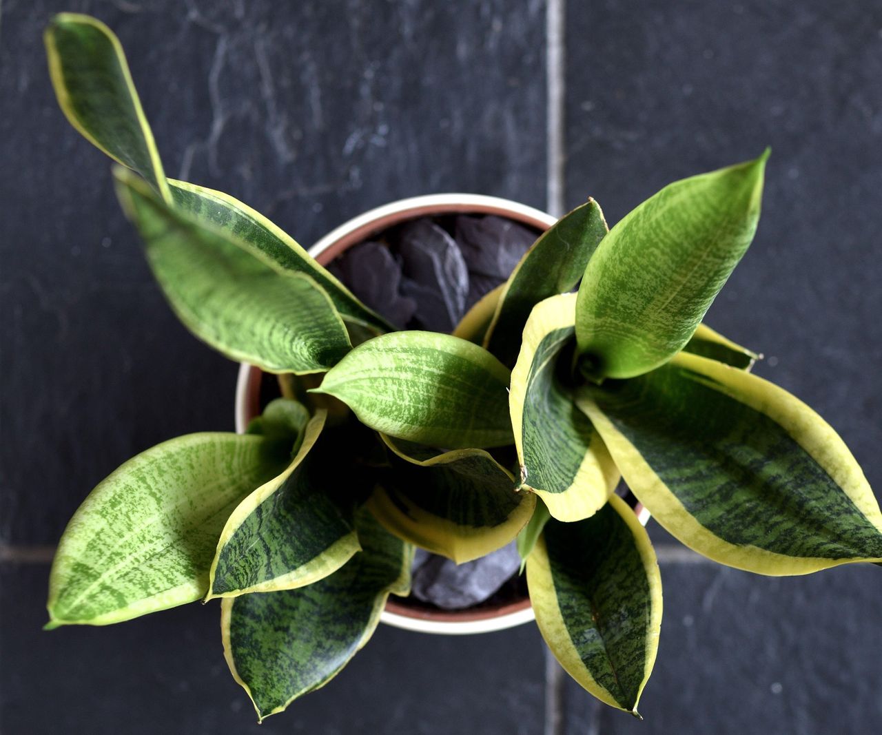 How to prune a snake plant - expert tips for simple cuts | Homes and ...