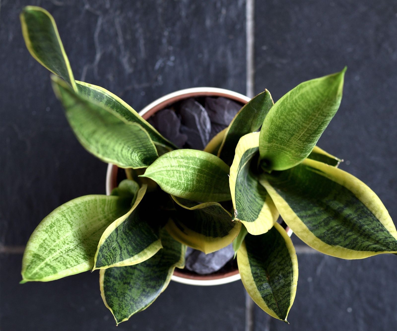 How to prune a snake plant - expert tips for simple cuts | Homes and ...