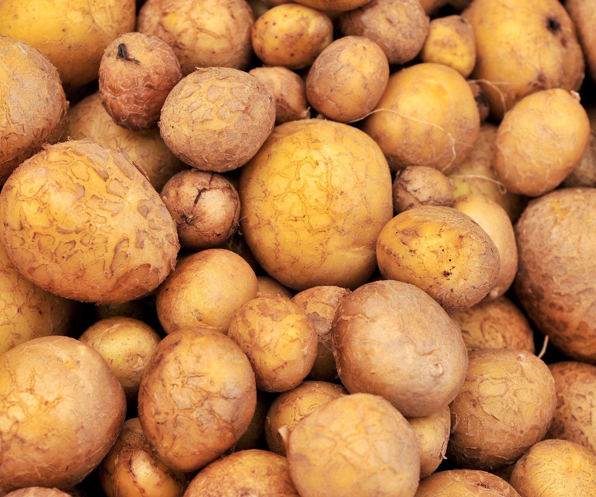 7 Best Heirloom Potatoes For A Garden: Tasty Heritage Spuds | Gardening ...