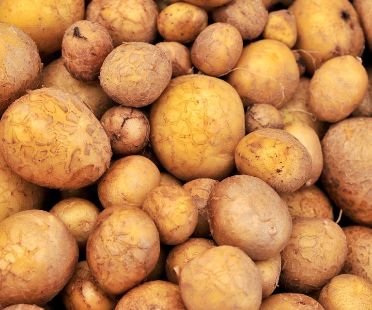 7 Best Heirloom Potatoes For A Garden: Tasty Heritage Spuds | Gardening ...