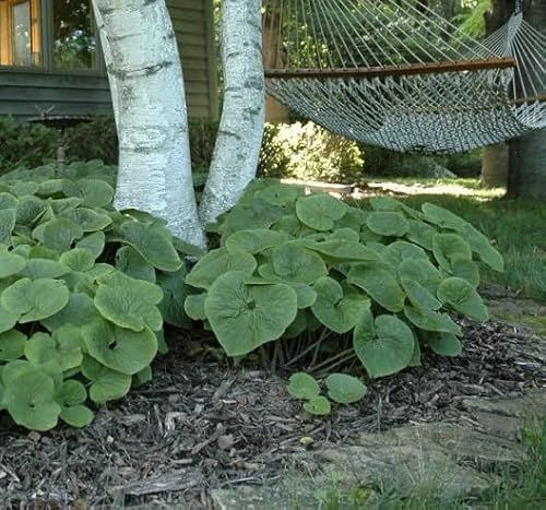 How to grow wild ginger: native ground cover plants | Homes and Gardens