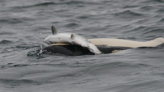 From orcas with salmon hats to the resurrection of the mammoths — this ...