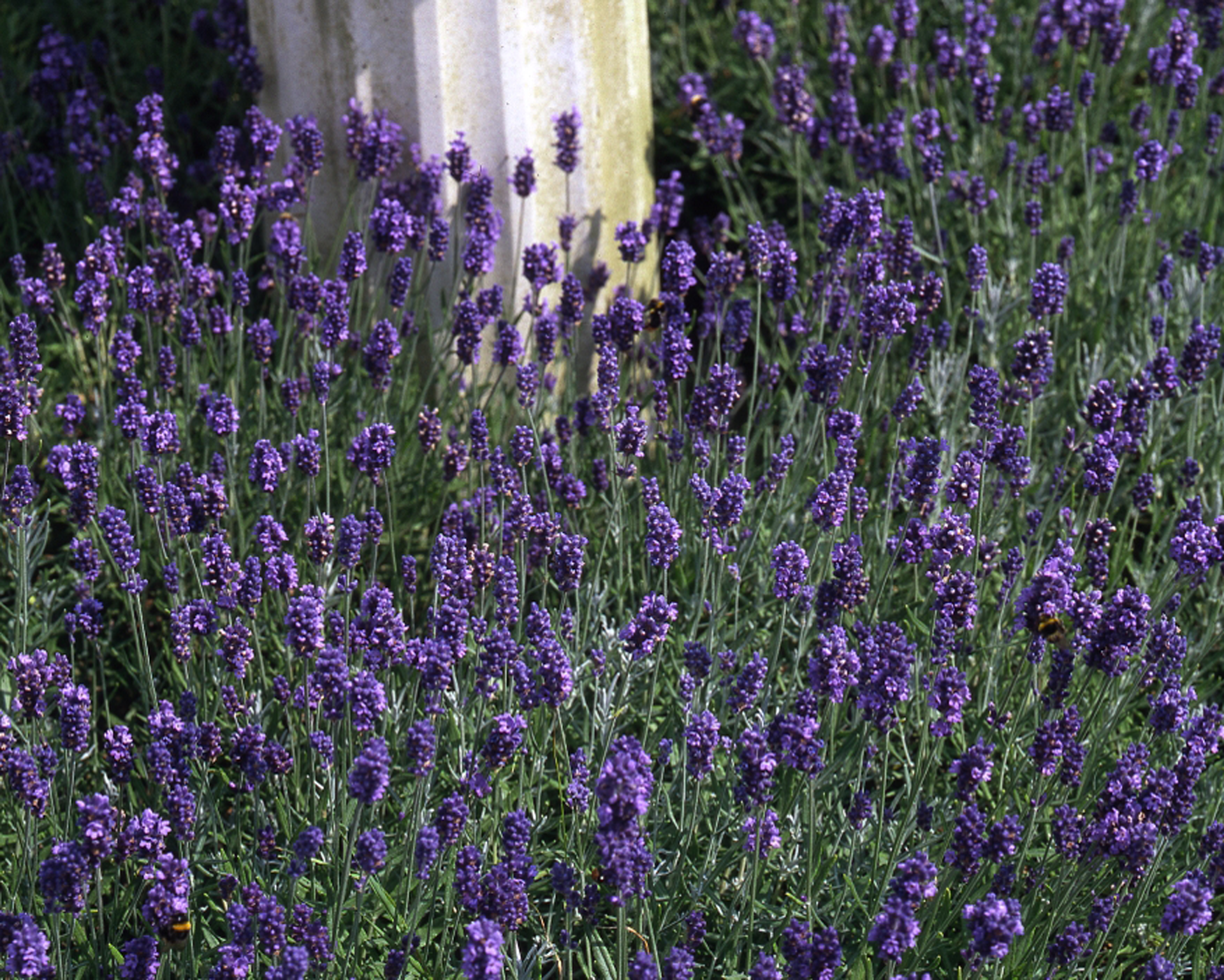 Why lavender is the best plant to grow in the garden this summer ...