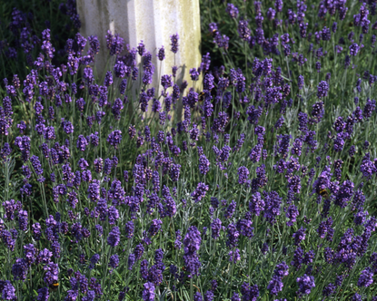 Why lavender is the best plant to grow in the garden this summer ...